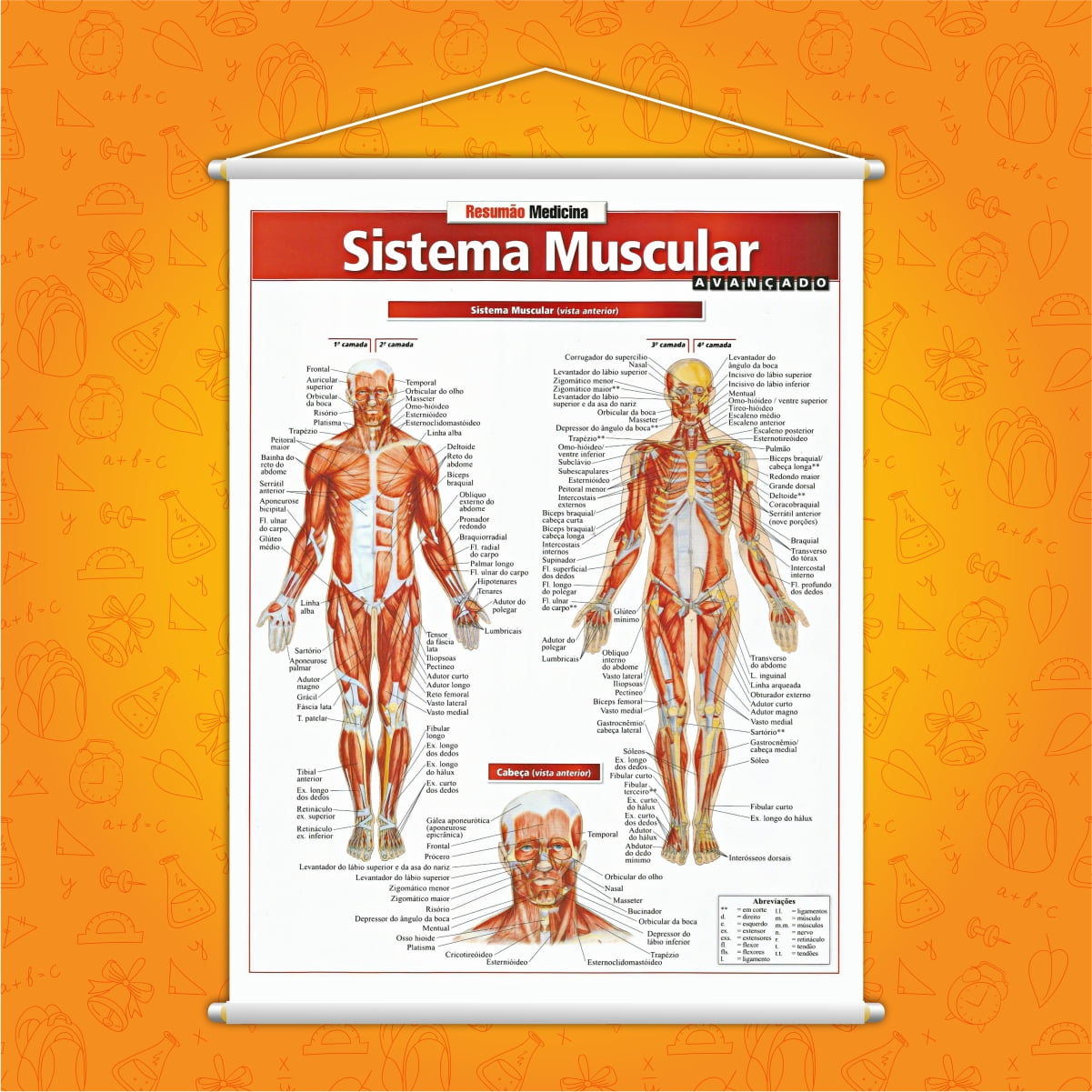 Banner Escolar Pedagógico Sistema Muscular 130x100cm - Loja PlimShop