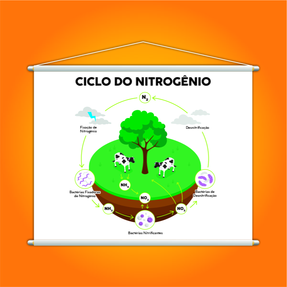 Etapas Do Ciclo Do Nitrogenio Para Criancas