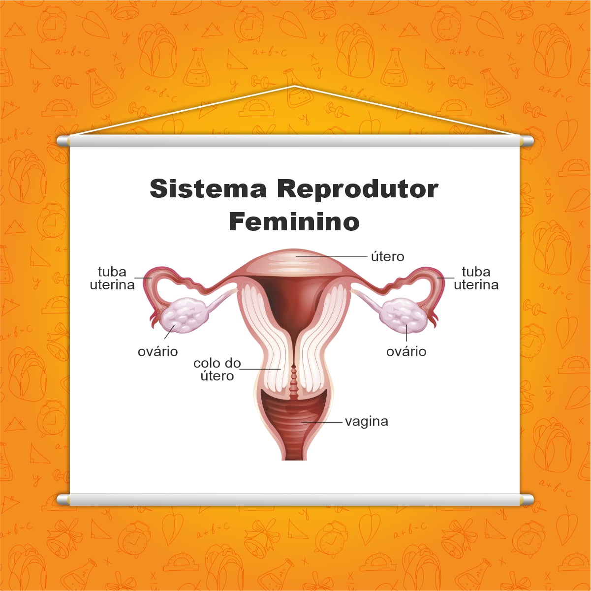 Aula 10 Sistema Reprodutor Feminino